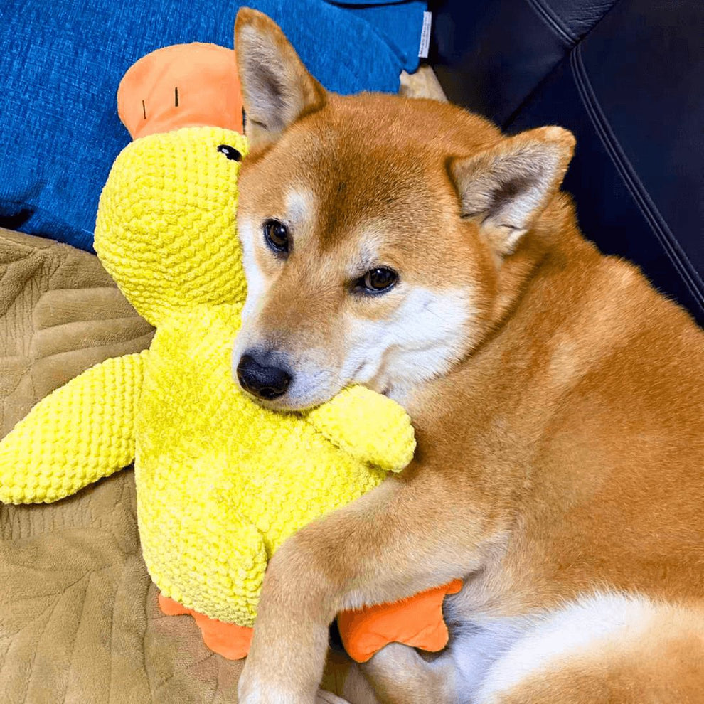 Calming Duck Toy by Wowpetsmart®